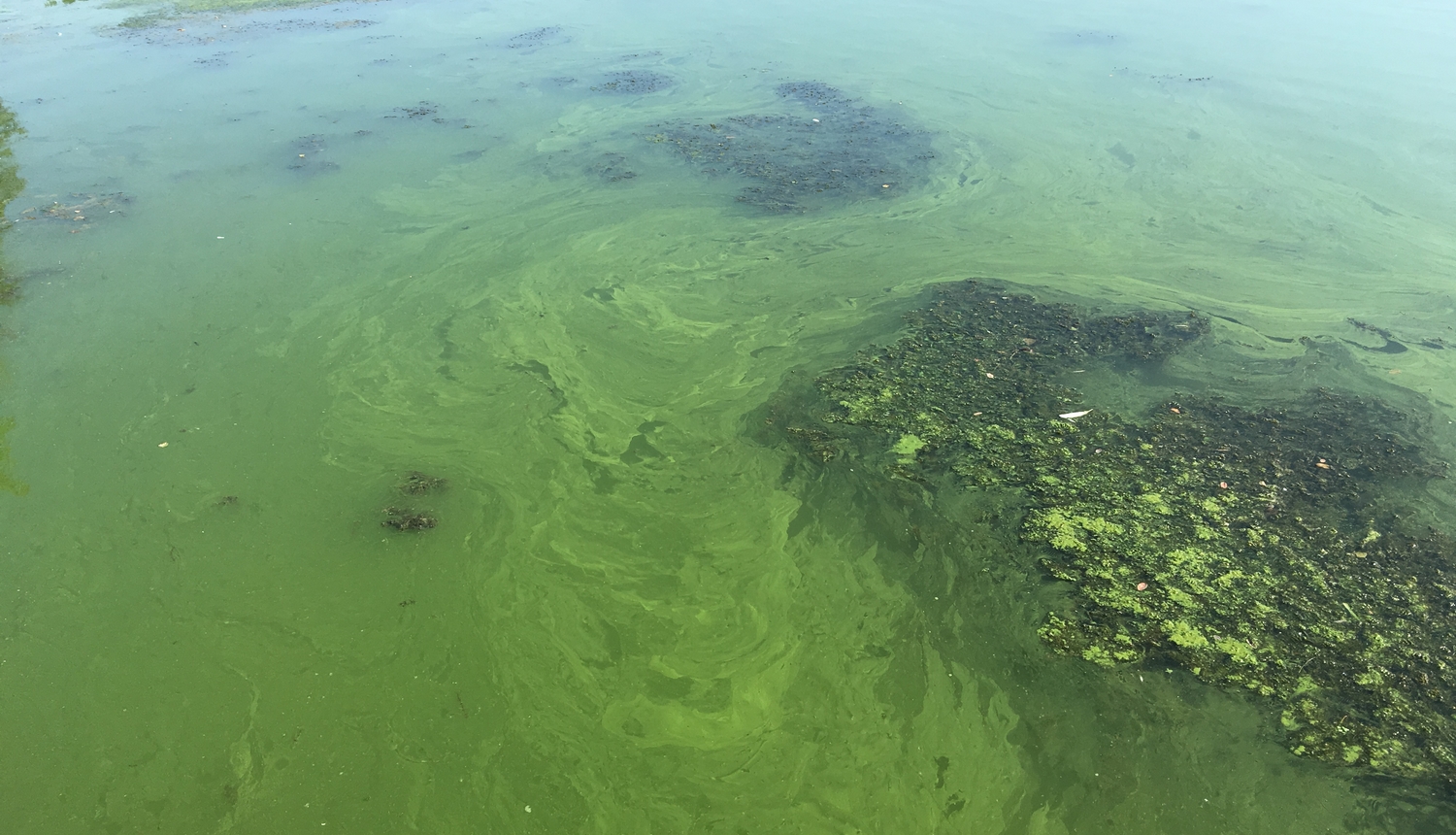 Bioremediation Using Algae